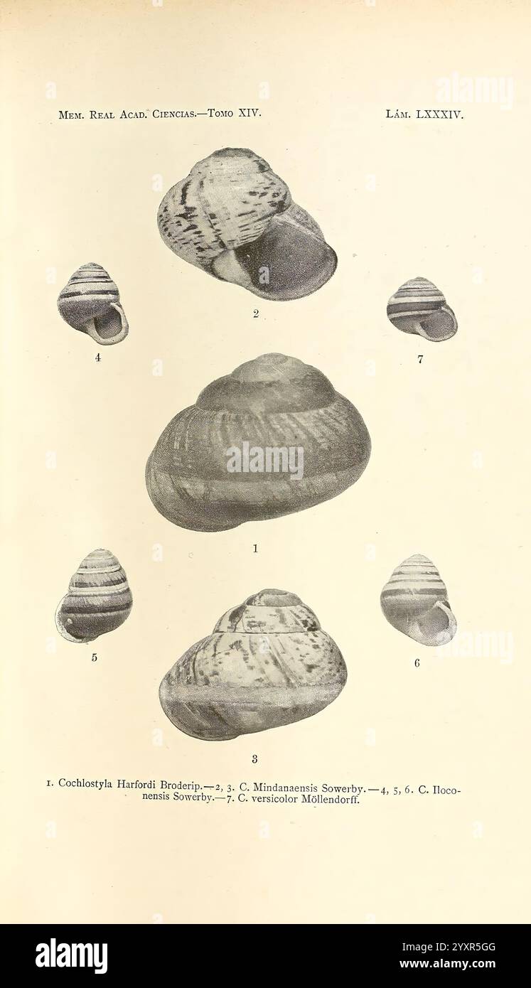 Memorias de la Real Academia de Ciencias Exactas, Fisicas y Naturales ...