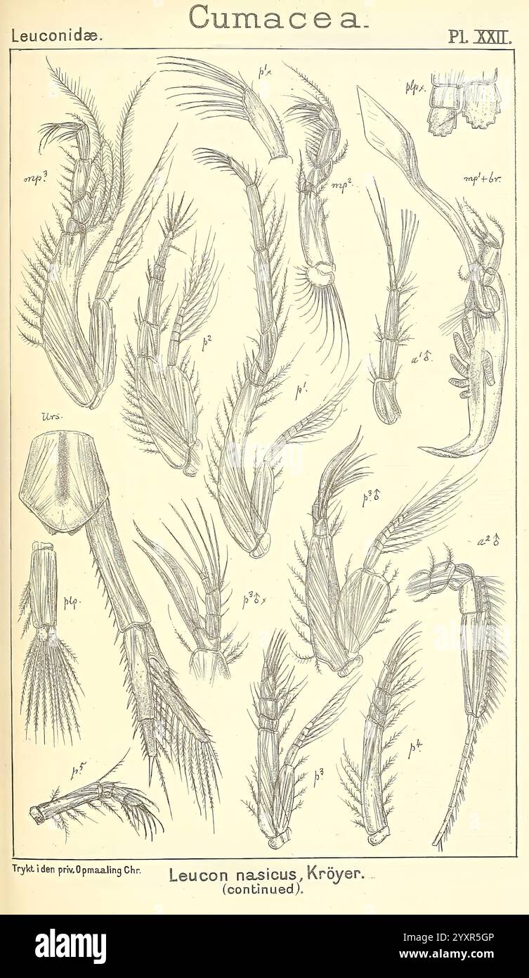 An account of the Crustacea of Norway, Christiania, A. Cammermeyer ...