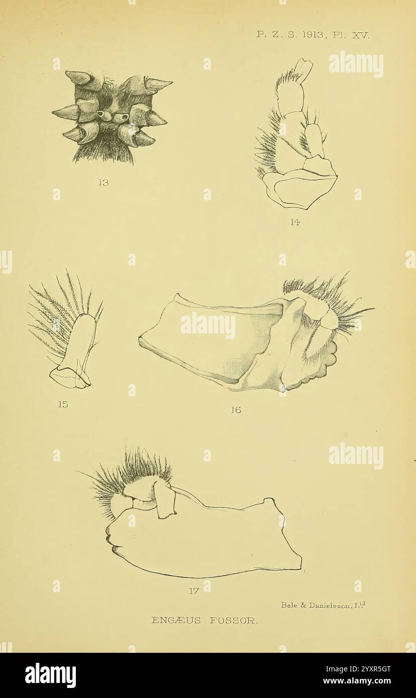 Various morphological adaptations hi-res stock photography and images ...