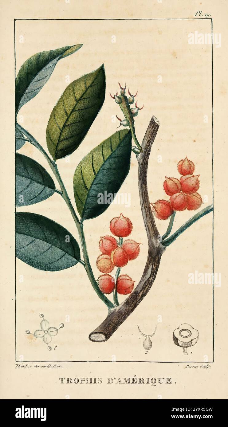 Flore pittoresque et médicale des Antilles v.1 Paris Pichard,1821-1829 ...
