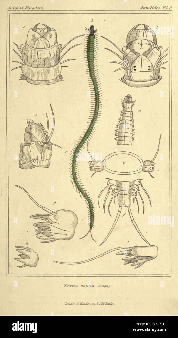 Segmented green worm hi-res stock photography and images - Alamy