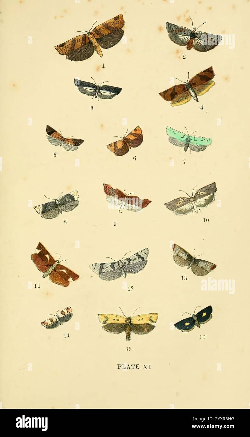 Letter tortrix hi-res stock photography and images - Alamy