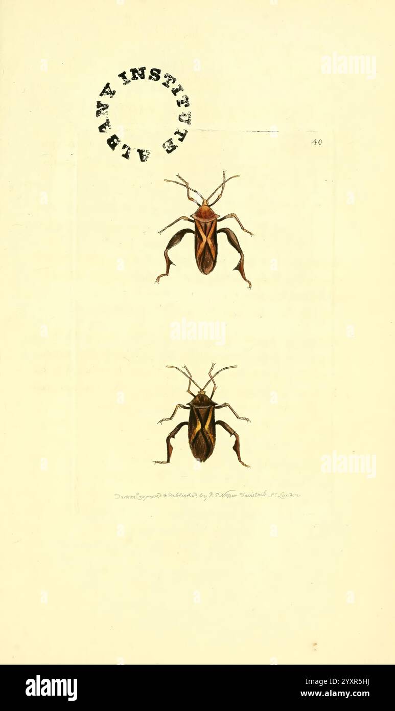 Bottom insect displays hi-res stock photography and images - Alamy