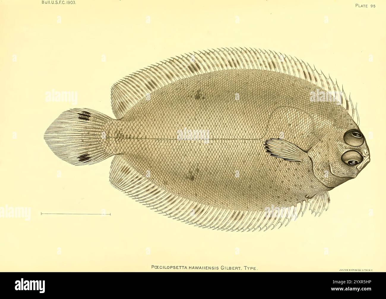 The, deep-sea, fishes, of, the, Hawaiian, Islands, Washington, Govt ...