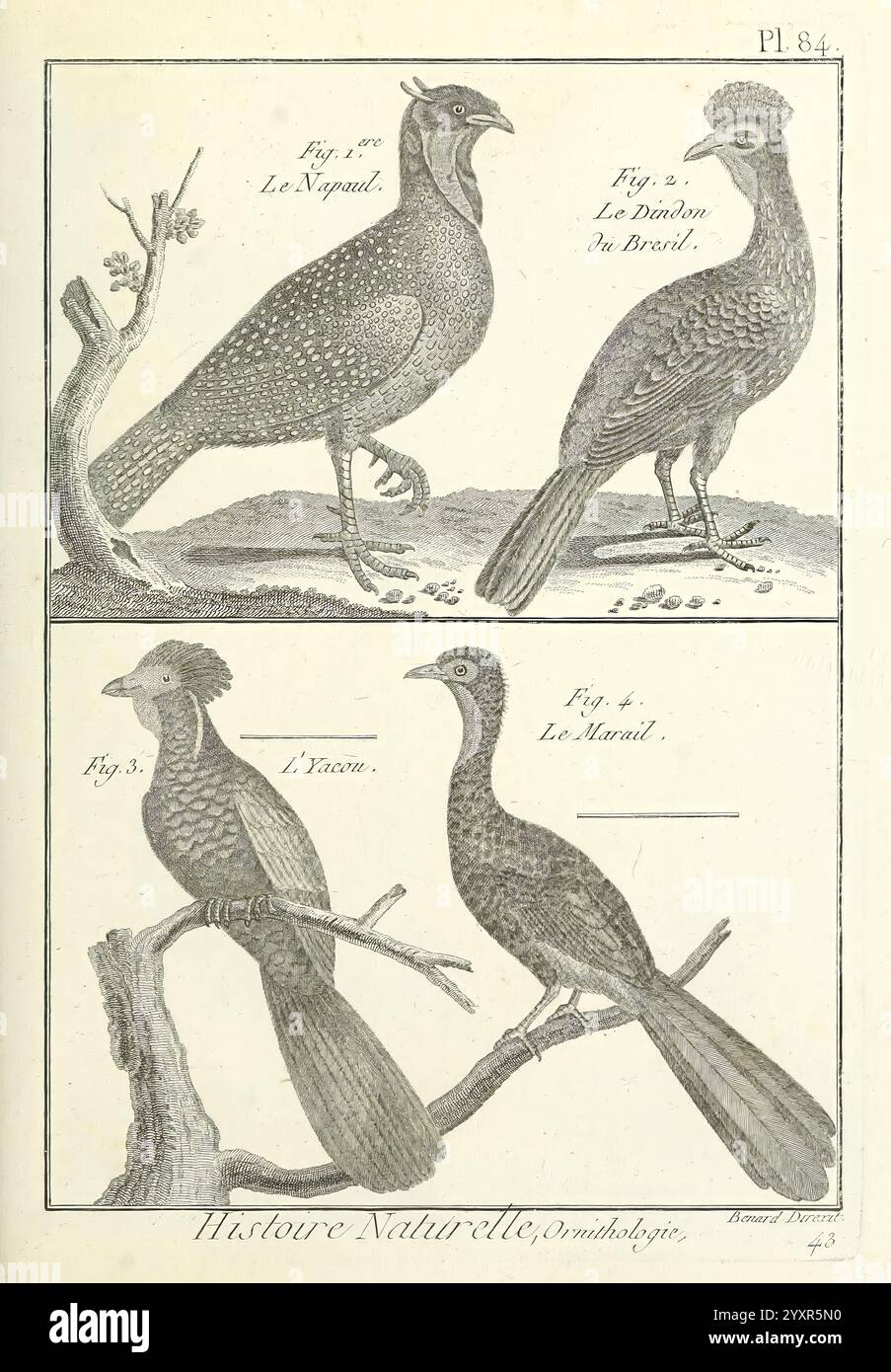 1823 birds pictorial hi-res stock photography and images - Alamy