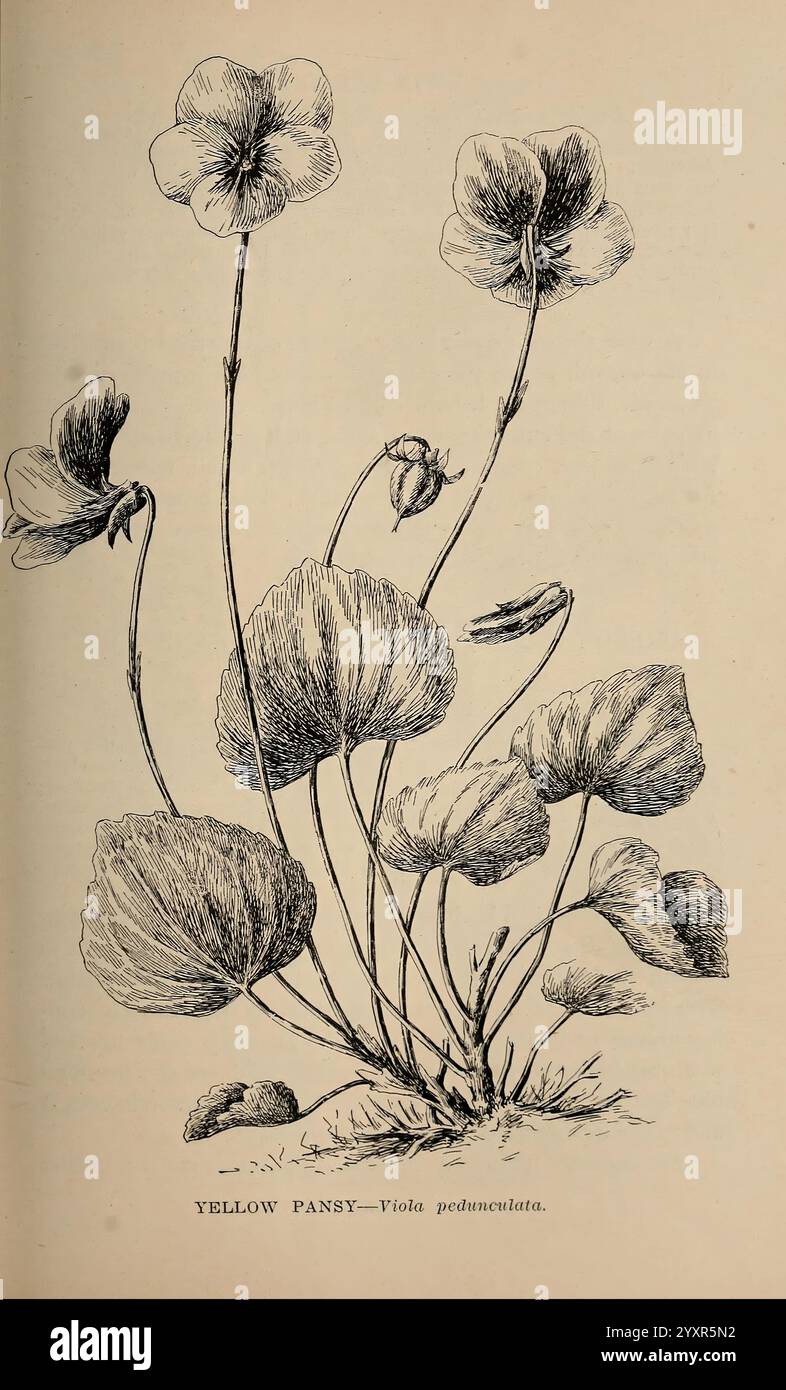 The wild flowers of California, San Francisco, Payot, Upham, & company ...