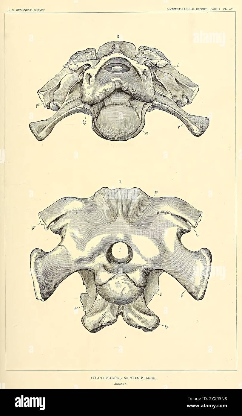 Inferior aspect hi-res stock photography and images - Alamy