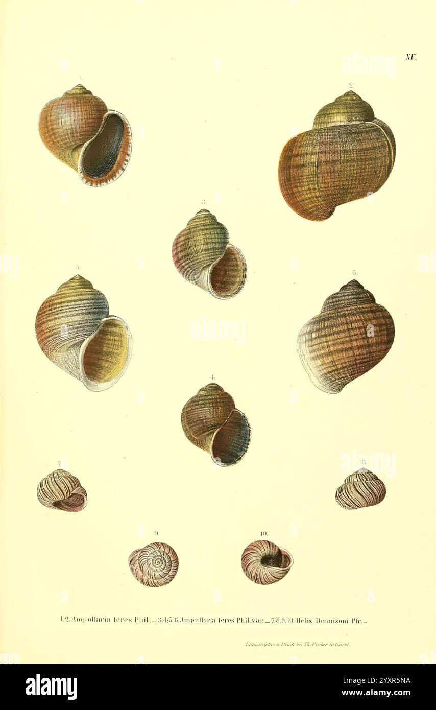Series of detailed depictions of various types of shells hi-res stock ...