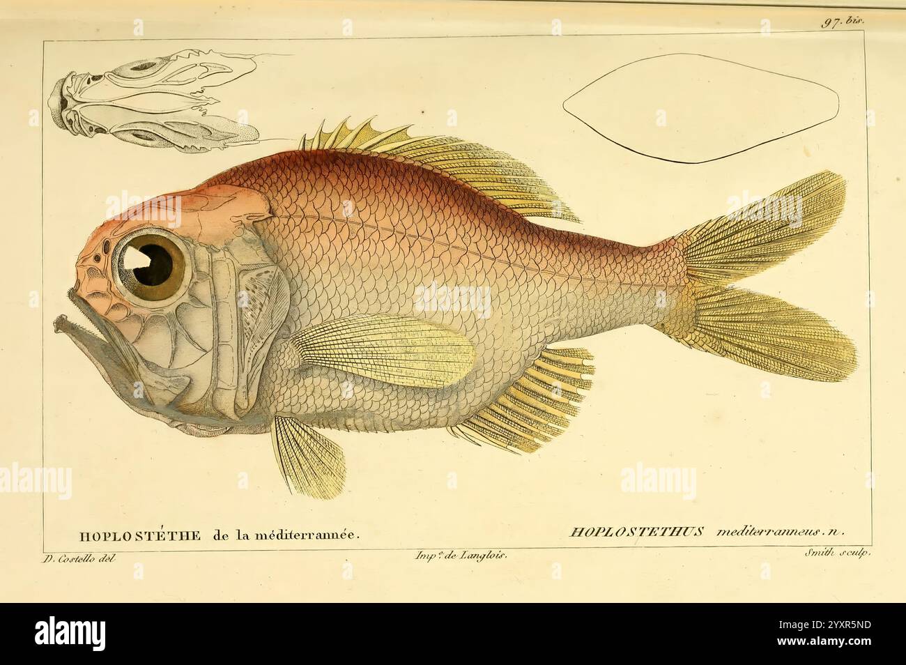 Histoire naturelle des poissons, Paris, Chez F. G. Levrault, 1828-1849 ...