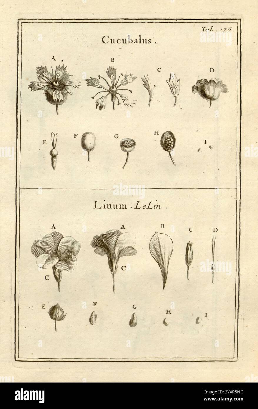 Illustration features botanical drawings hi-res stock photography and ...