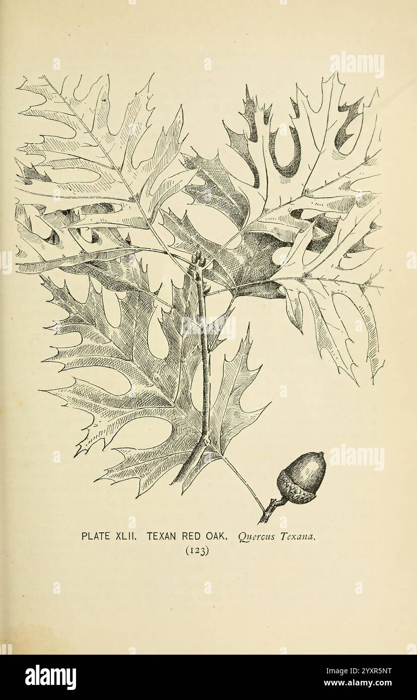 Southern wild flowers and trees, New York, Stokes [1901], botany ...