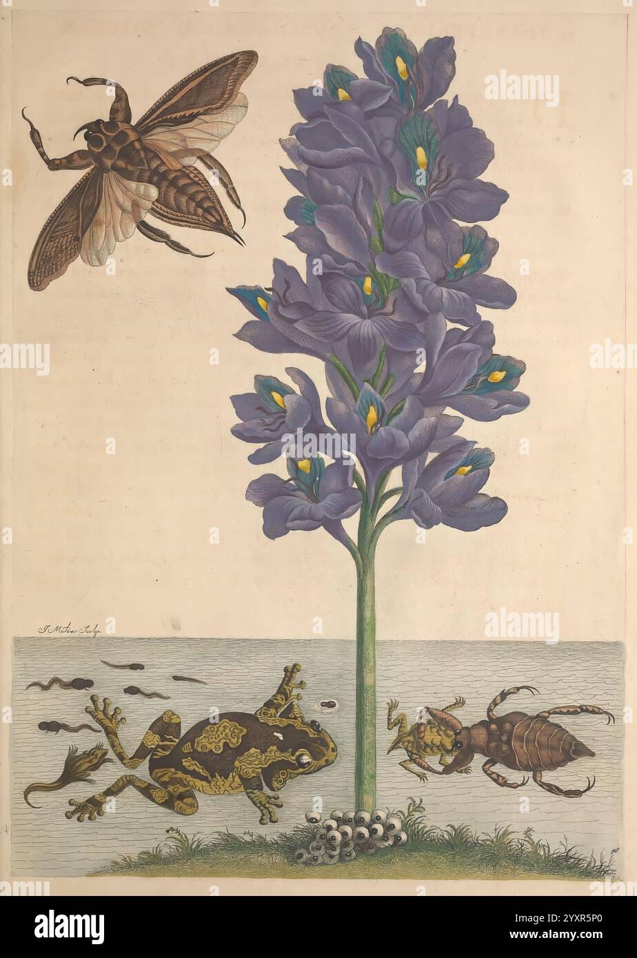 Elaborate markings sit near hi-res stock photography and images - Alamy