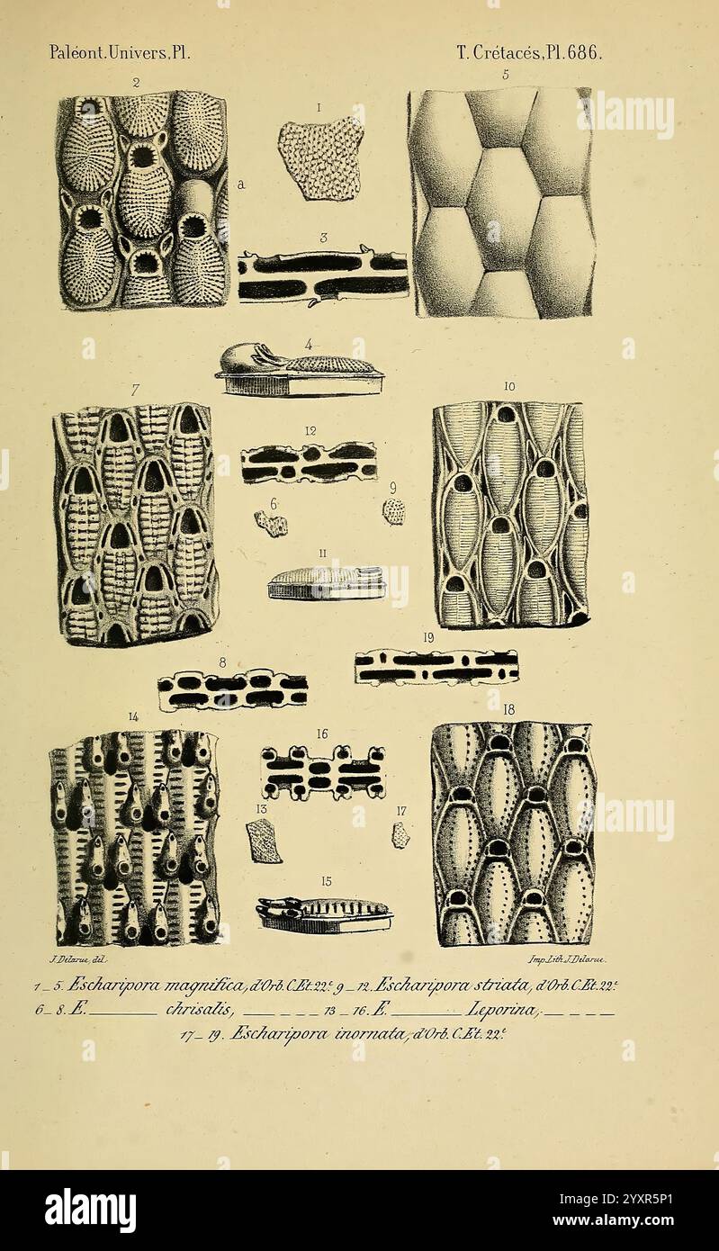 Upper section displays various cell structures hi-res stock photography ...
