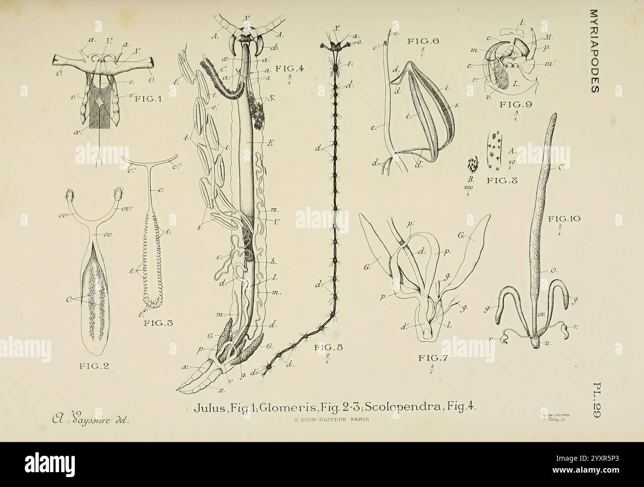 Atlas of comparative anatomy of invertebrates, Paris, Doin, 1890 ...