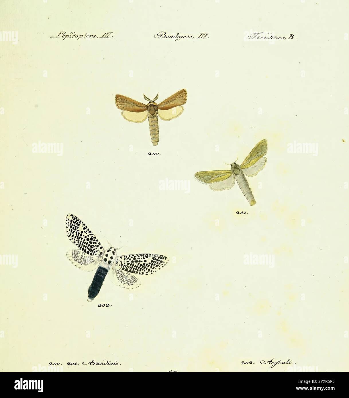 Hübner's, Papilio, S.l, S.n, 1796-1841, Lepidoptera, The illustration ...
