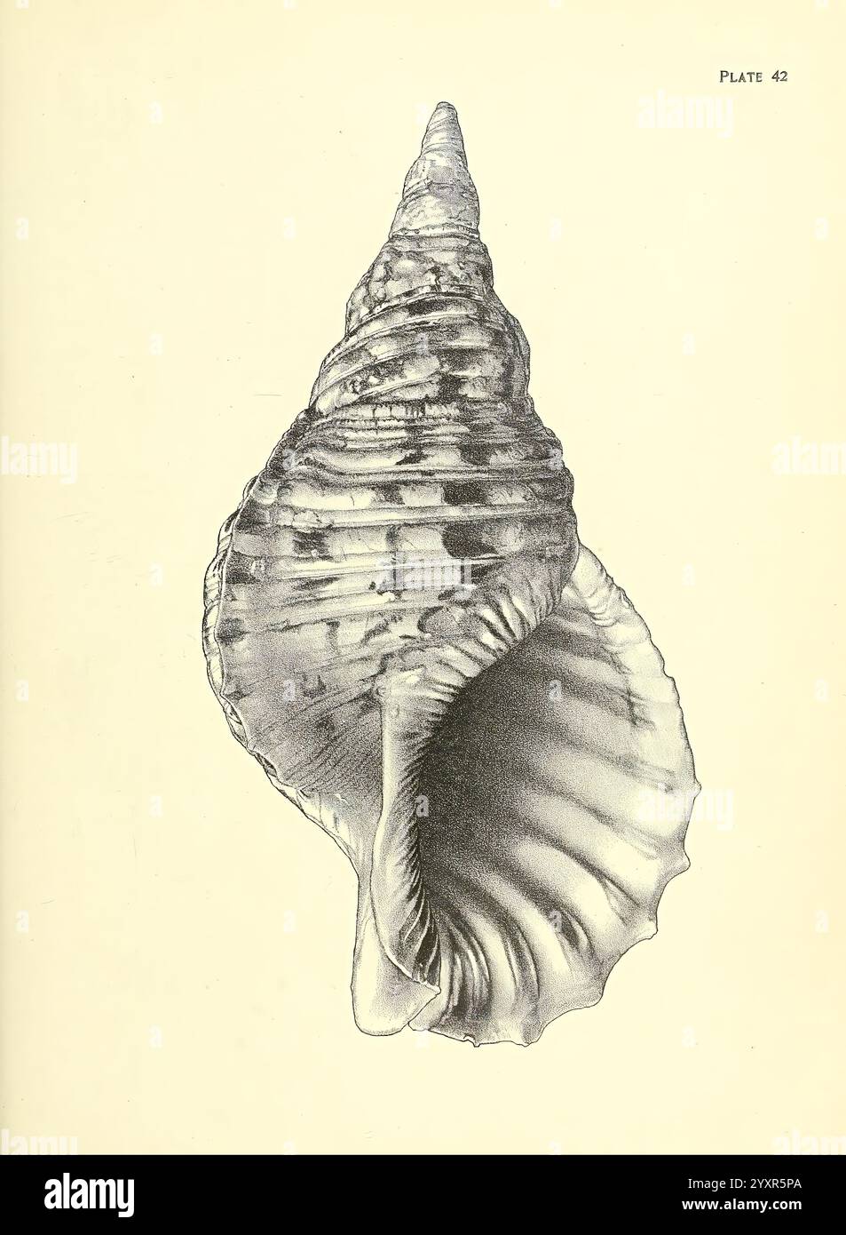 Detailed representation invites viewers hi-res stock photography and ...