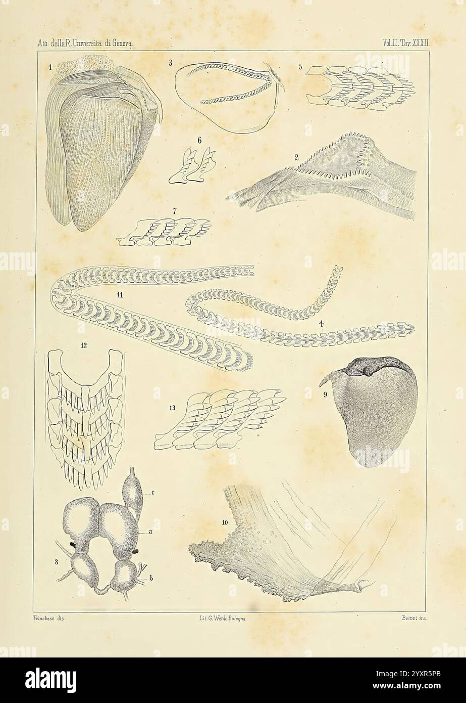 Numbered section features distinct anatomical structures hi-res stock ...