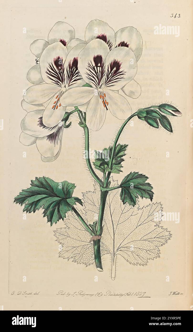 Geraniaceae, London, Printed for James Ridgway, Piccadilly, 1820-1830 ...