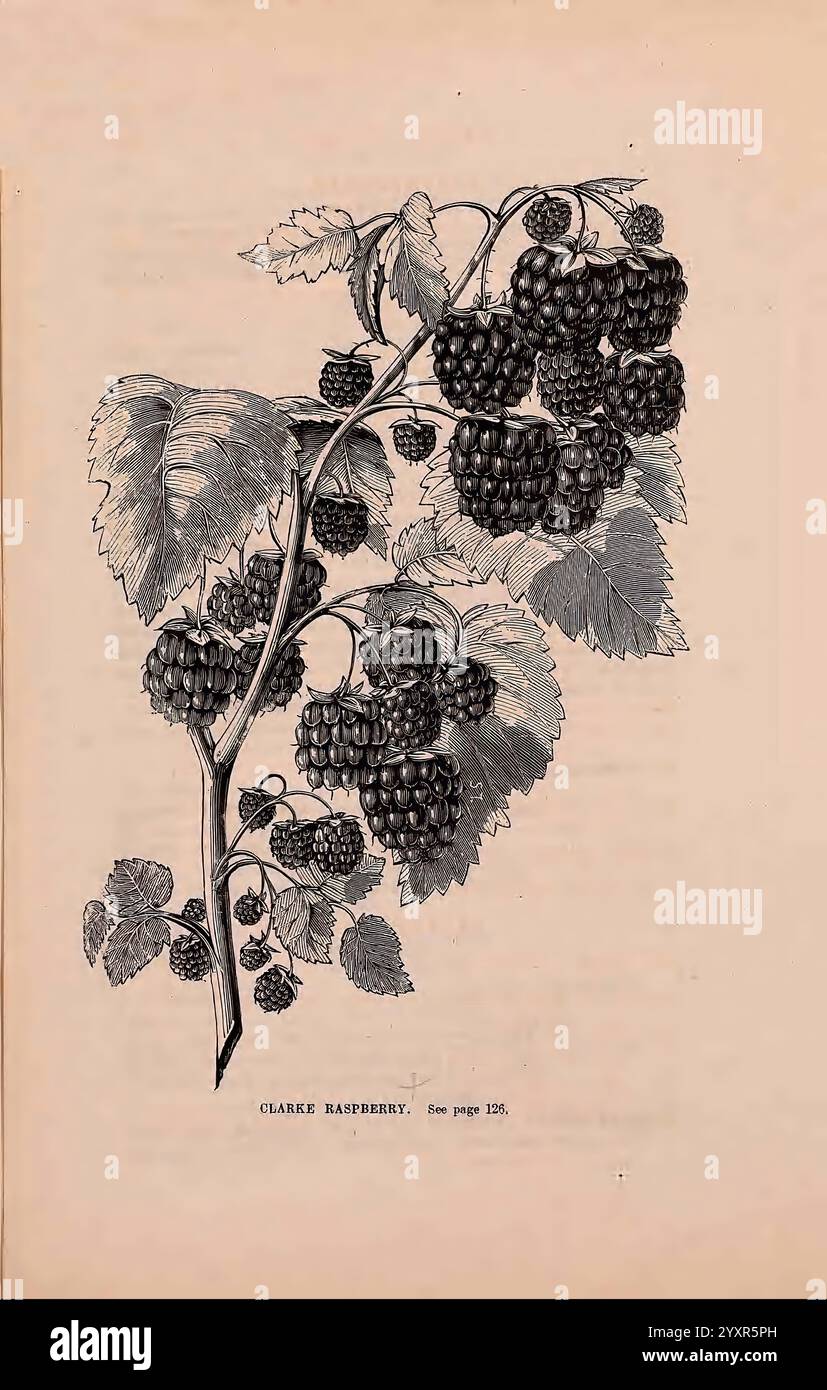 Clarke raspberry plant hi-res stock photography and images - Alamy