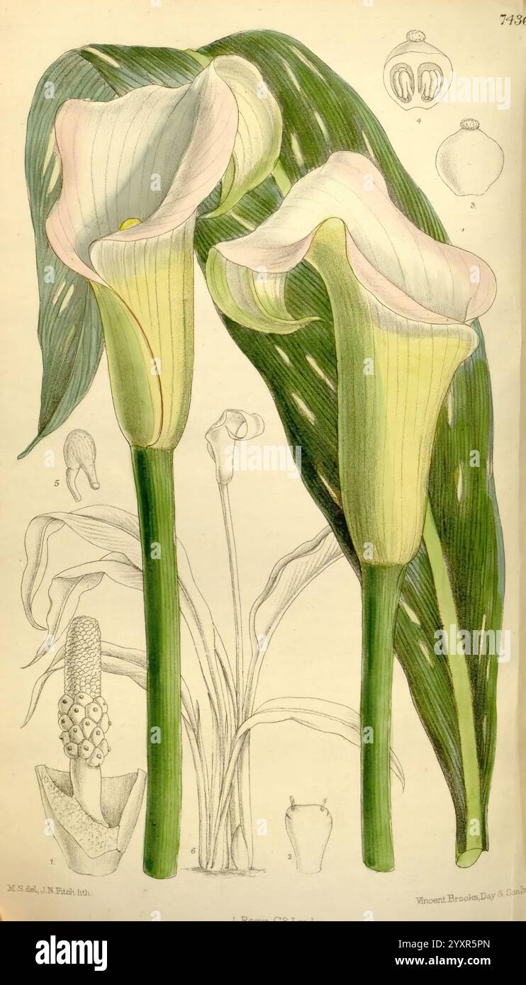 Curtis's Botanical Magazine, London, New York, botanical illustration ...