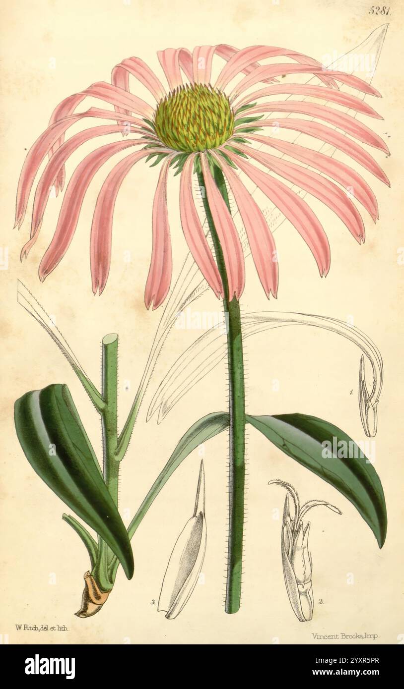 Curtis's Botanical Magazine London New York Botanical Illustration ...