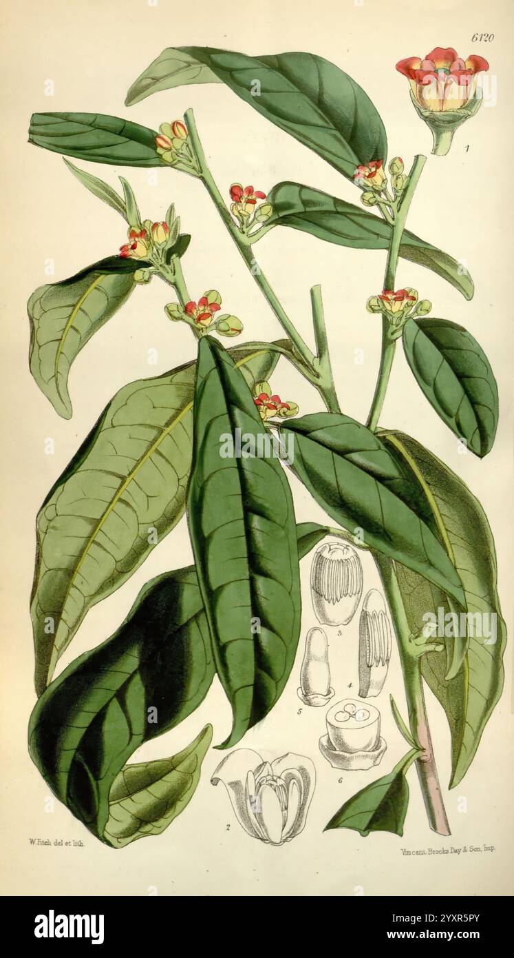 Curtis's botanical magazine London New York etc. botanical illustration ...