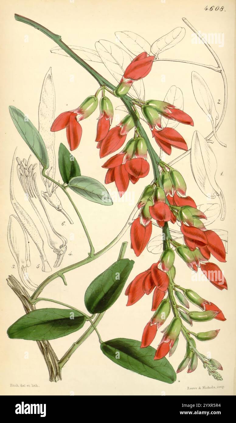 Curtis's Botanical Magazine, London, New York, botanical illustration ...