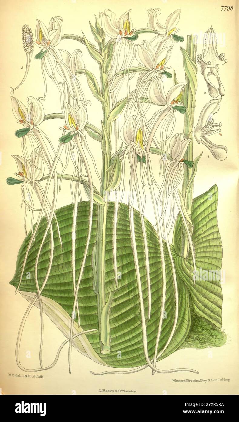 Wispy tendrils extend hi-res stock photography and images - Alamy