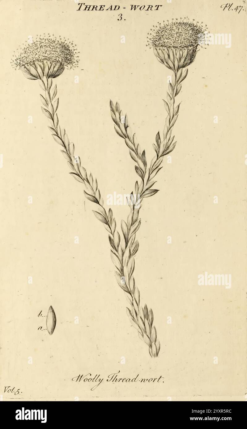 The vegetable system, London, ,1759-1763, botany, pictorial works., A ...