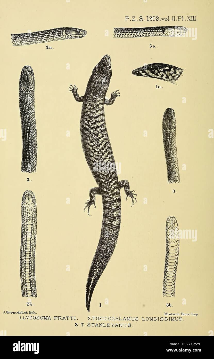 Lizards physical characteristics hi-res stock photography and images ...