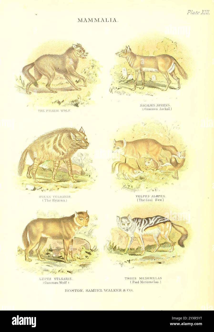 The living world Boston, Samuel Walker & Co, 1868-1870, c1868 ...