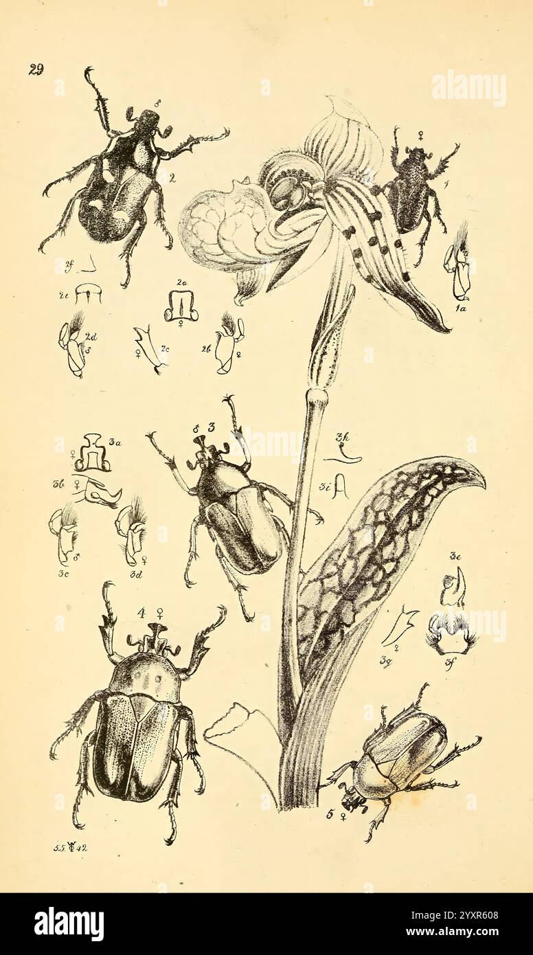 Arcana entomologica, or Illustrations of new, rare, and interesting ...