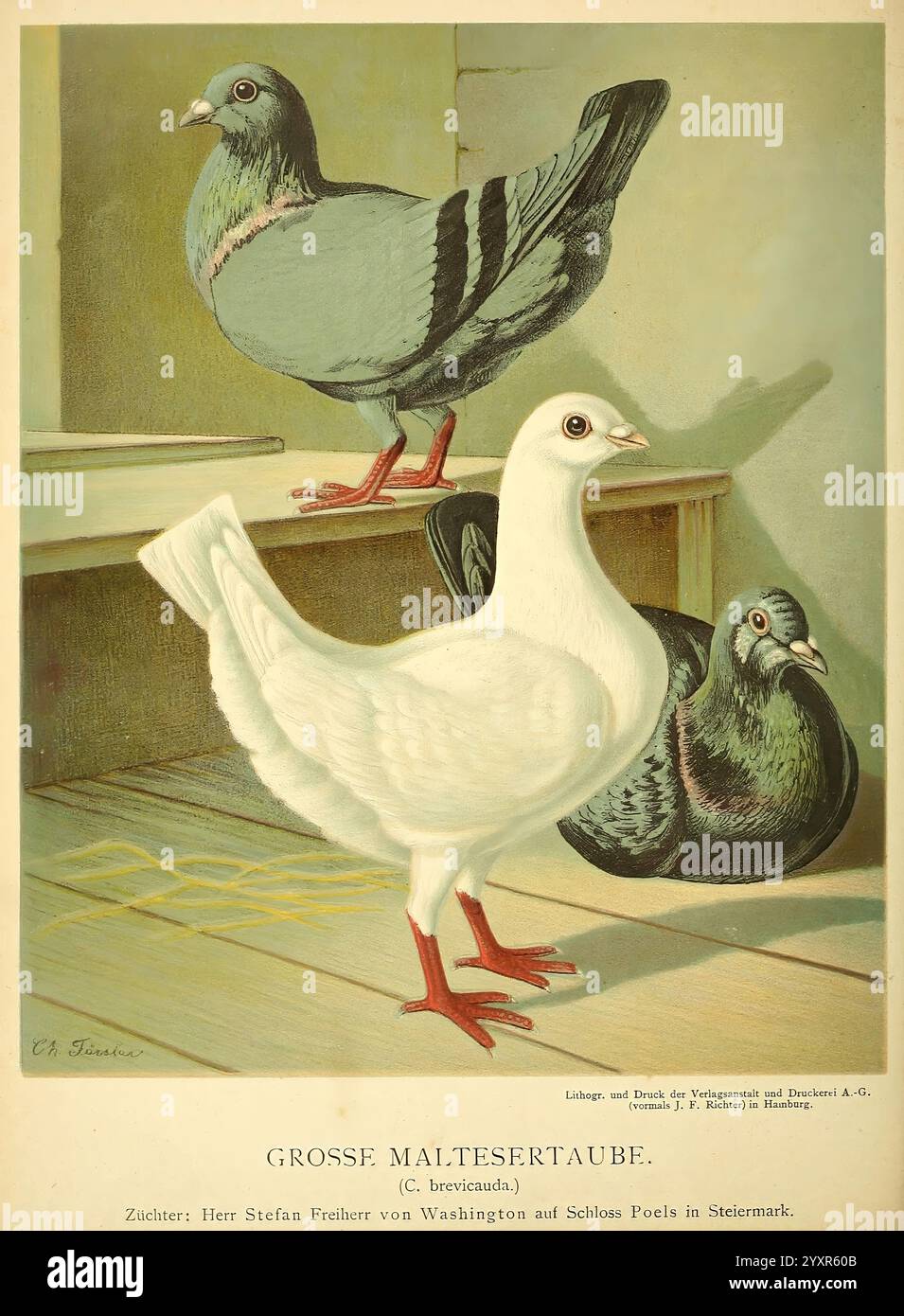 Scene depicts three distinct pigeon breeds standing hi-res stock ...