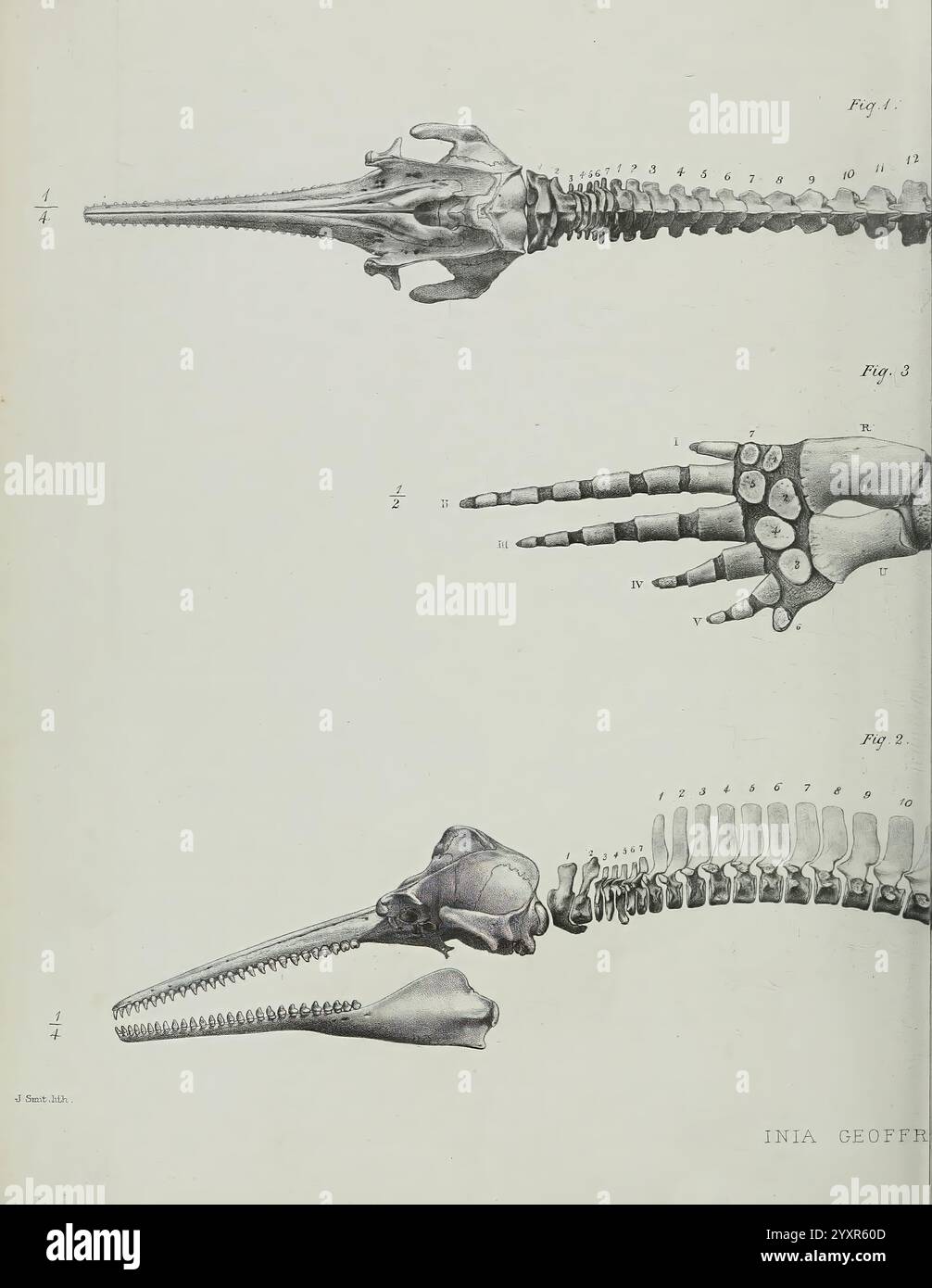 Transactions, of, the, Zoological, Society, of, London, Published, for ...