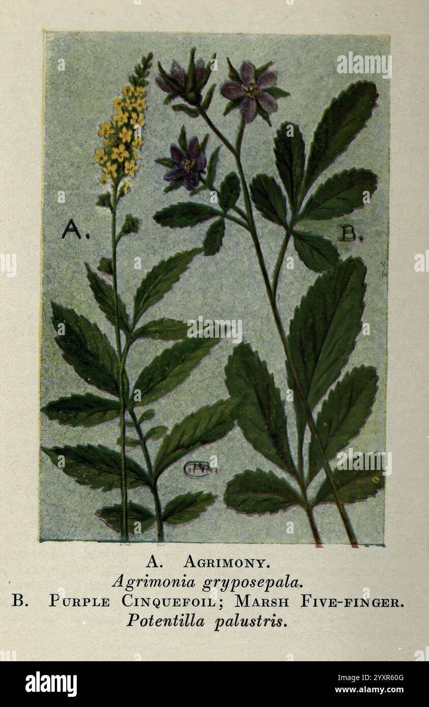 Wild, flowers, east, of, the, Rockies, New York,1910, United, States ...