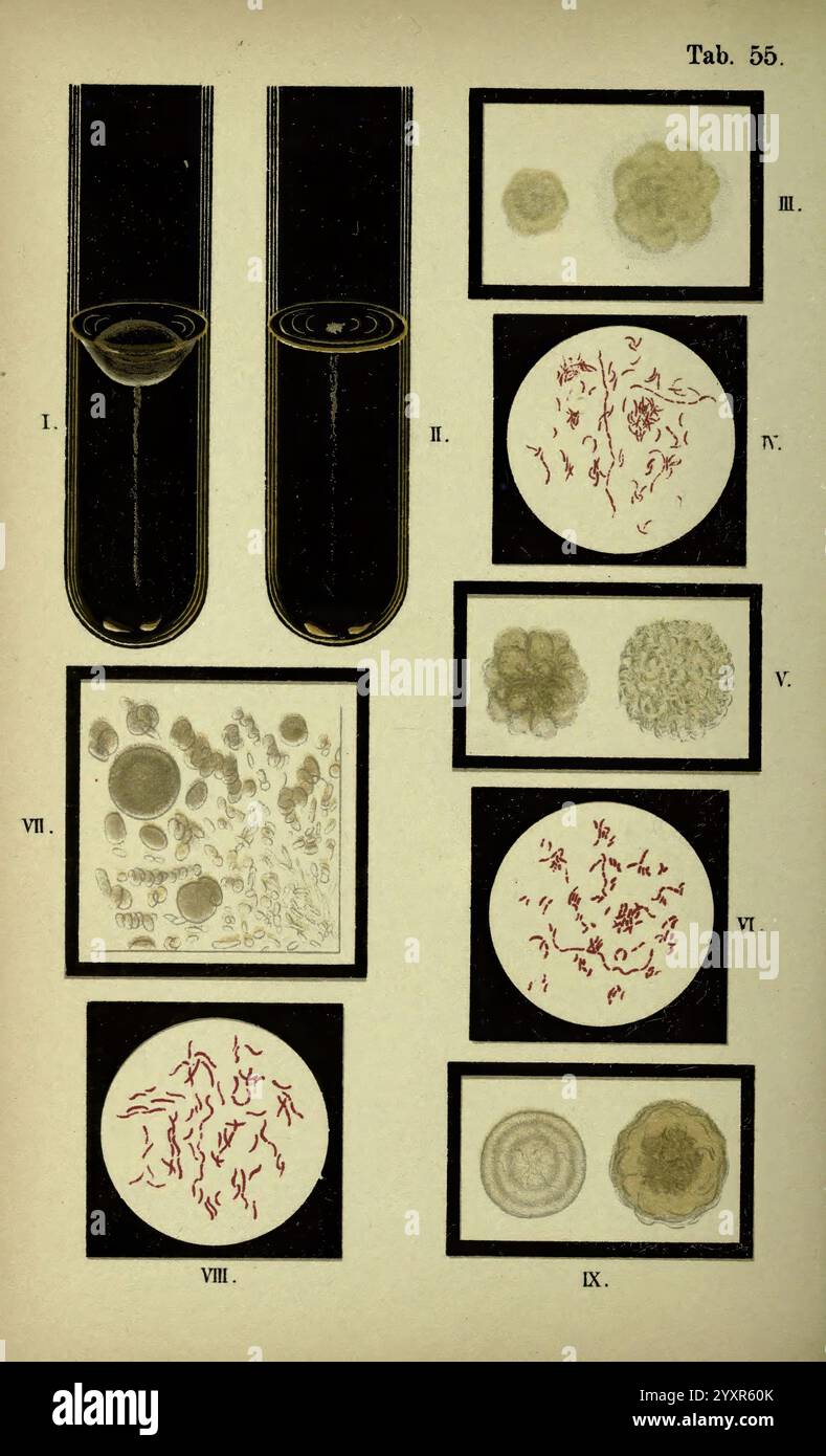 Atlas and essentials of bacteriology New York, William Wood & Co, 1897 ...