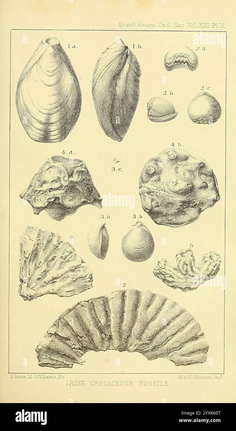 The Quarterly Journal of the Geological Society of London, v.21 (1865 ...