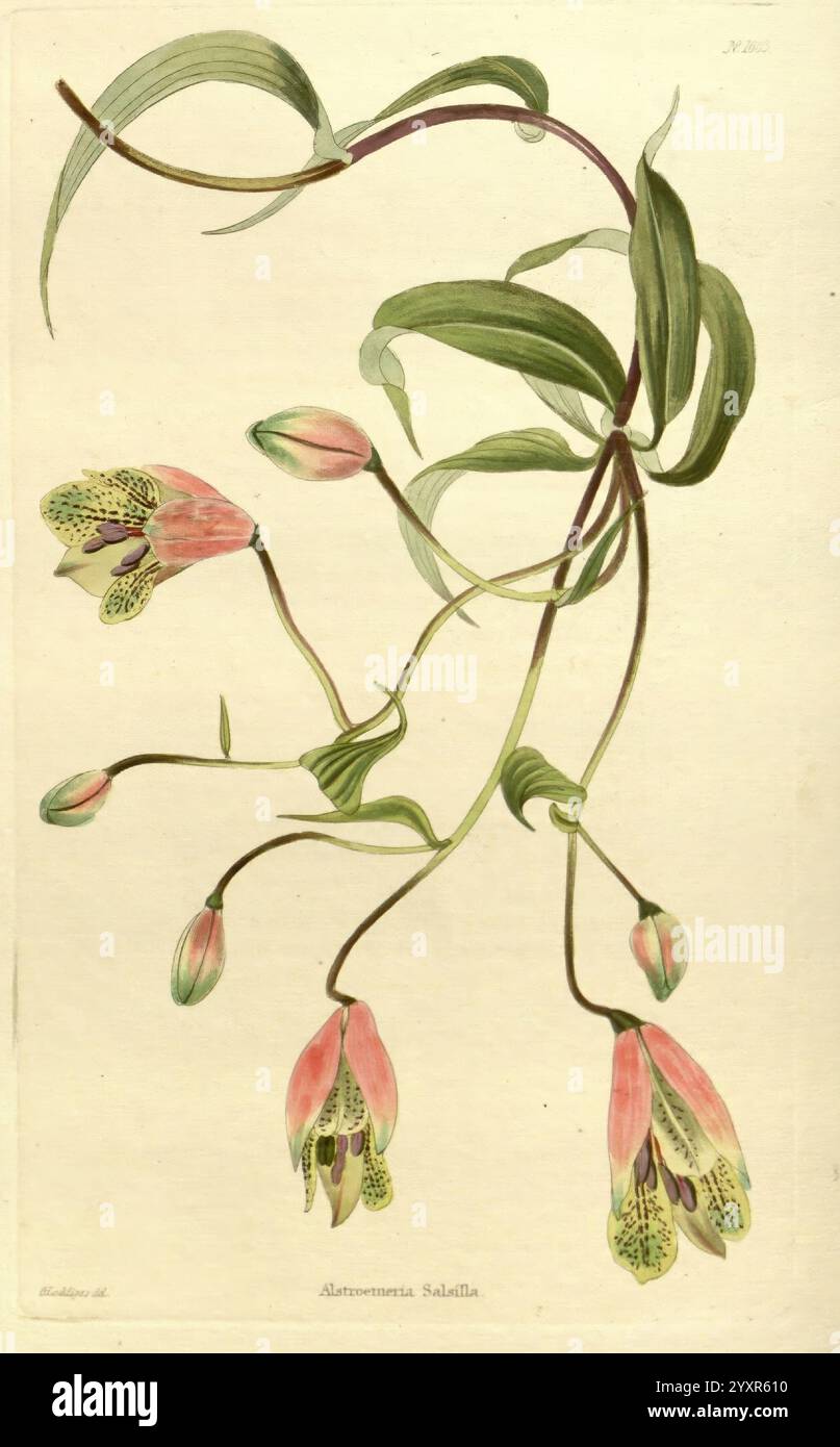 The botanical cabinet. London, John & Arthur Arch, 1817-1833. Bomarea ...