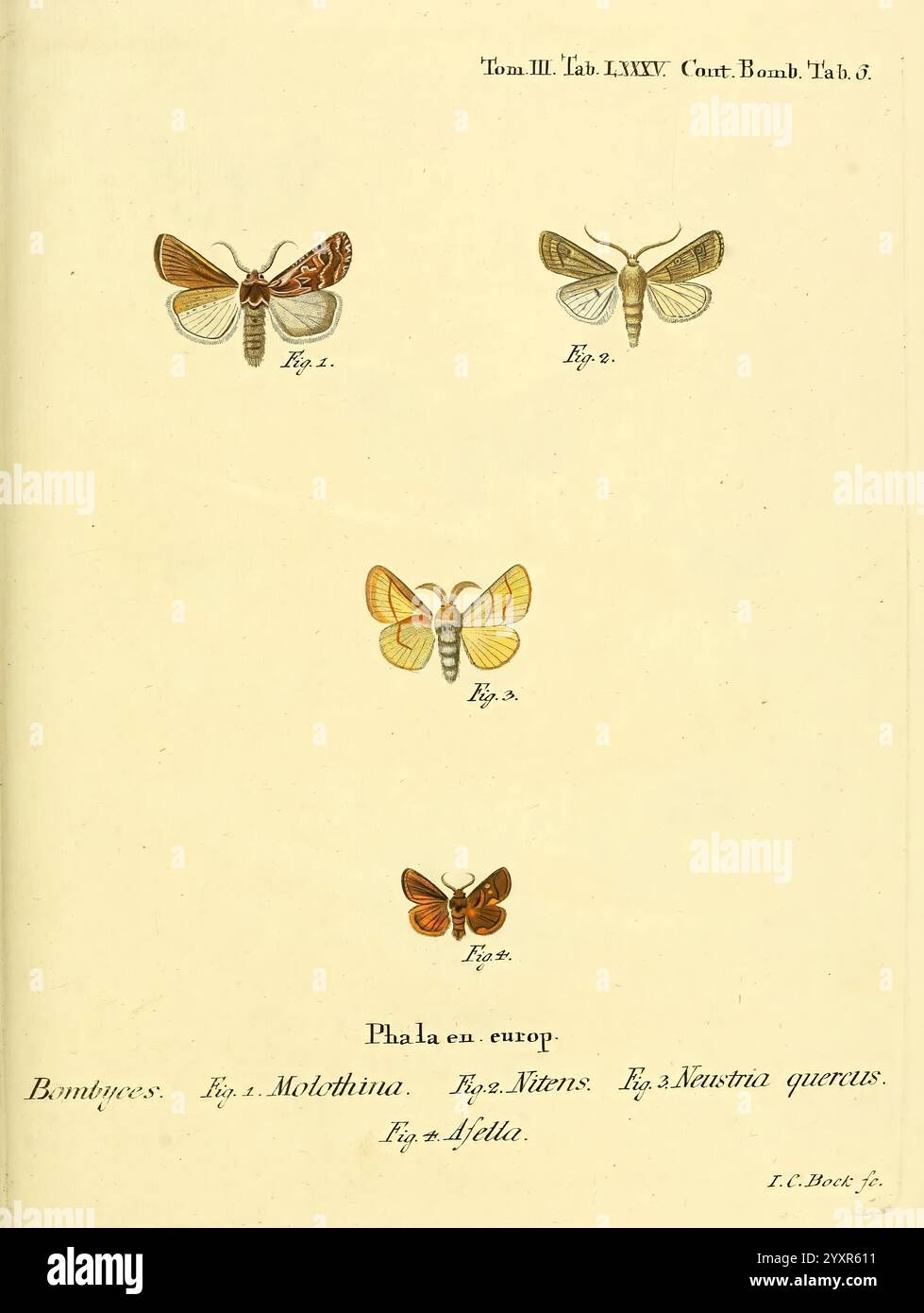 Four distinct moth species hi-res stock photography and images - Alamy