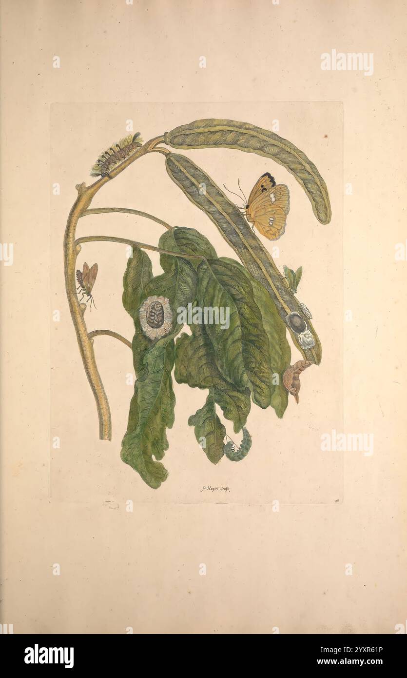 Maria Sybilla Merian, Over de voortteeling en wonderbaerlyke ...