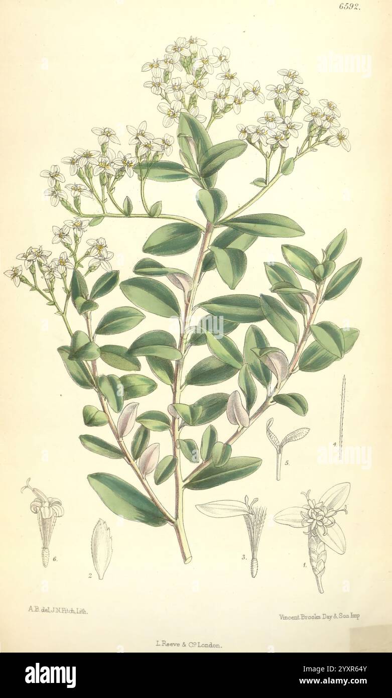 Curtis's Botanical Magazine, London, New York, Botanical Illustration ...