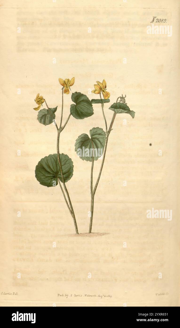Curtis's botanical magazine, London, New York, botanical illustration ...