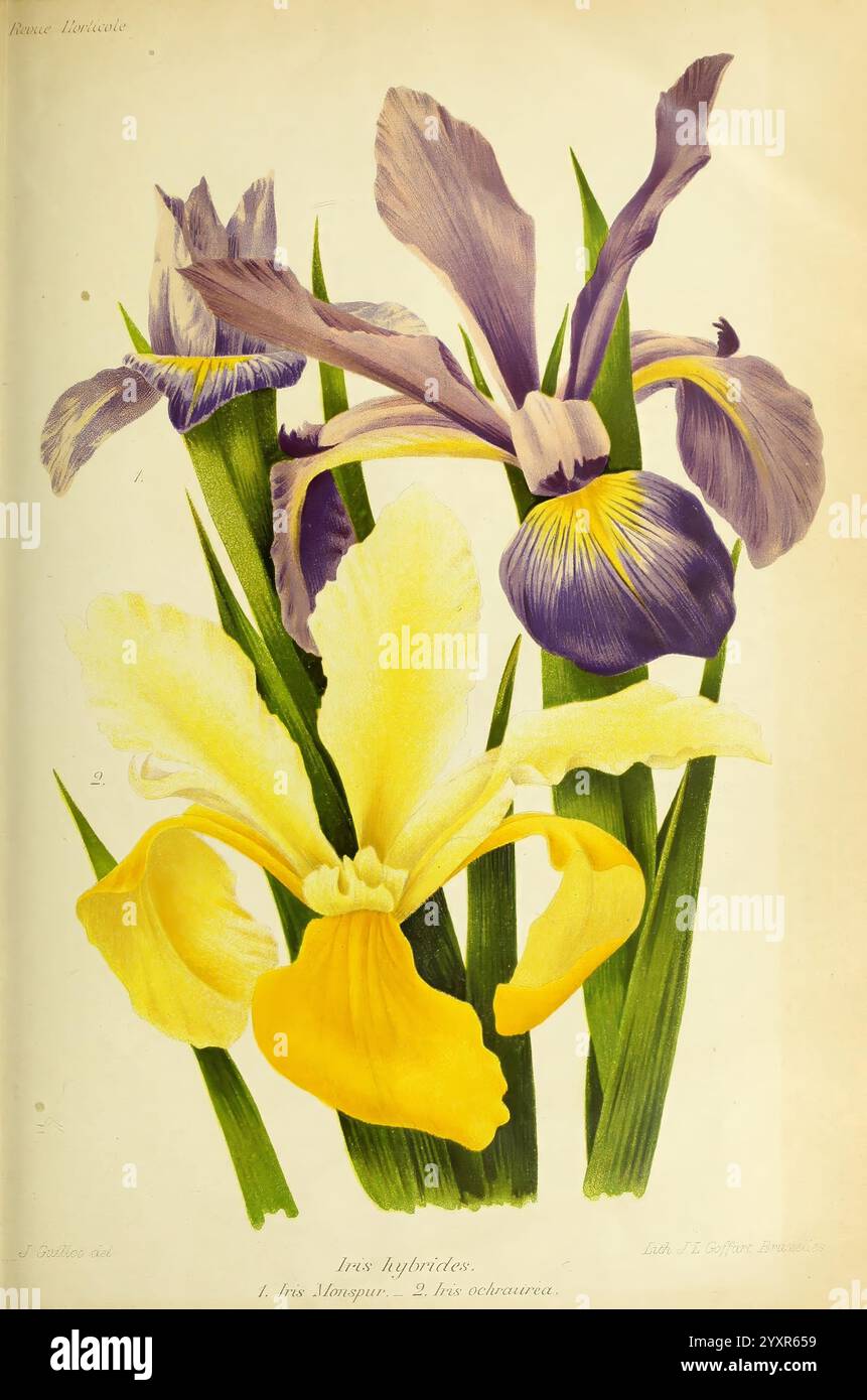 Rich violet hue hi-res stock photography and images - Alamy