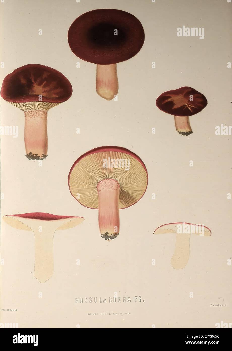 Mushroom exhibits unique coloration hi-res stock photography and images ...