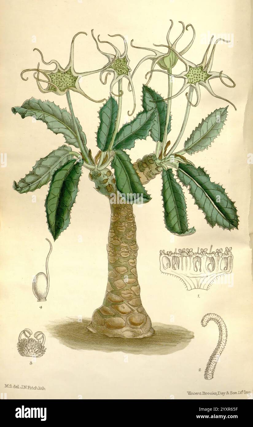 Curtis's botanical magazine, London, New York, botanical illustration ...