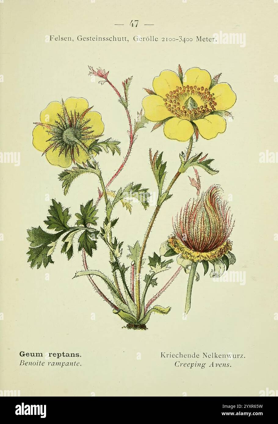 Additional botanical details enhance hi-res stock photography and ...