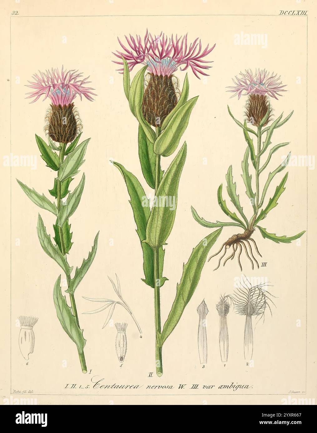 Icones, florae, Germanicae, et, Helveticae, simul, Pedemontanae ...