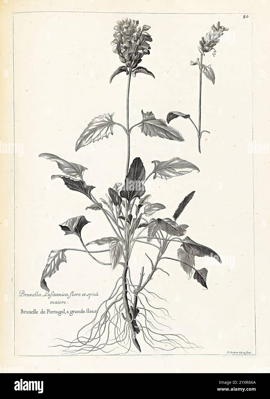 Elegant flowering plant labeled hi-res stock photography and images - Alamy