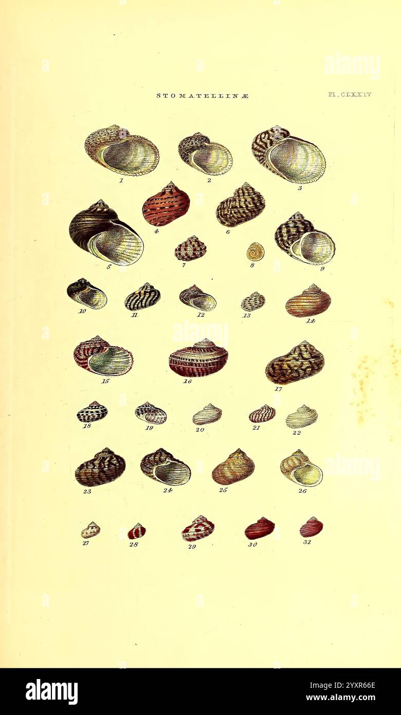 Thesaurus conchyliorum, or Monographs of genera of shells London ...