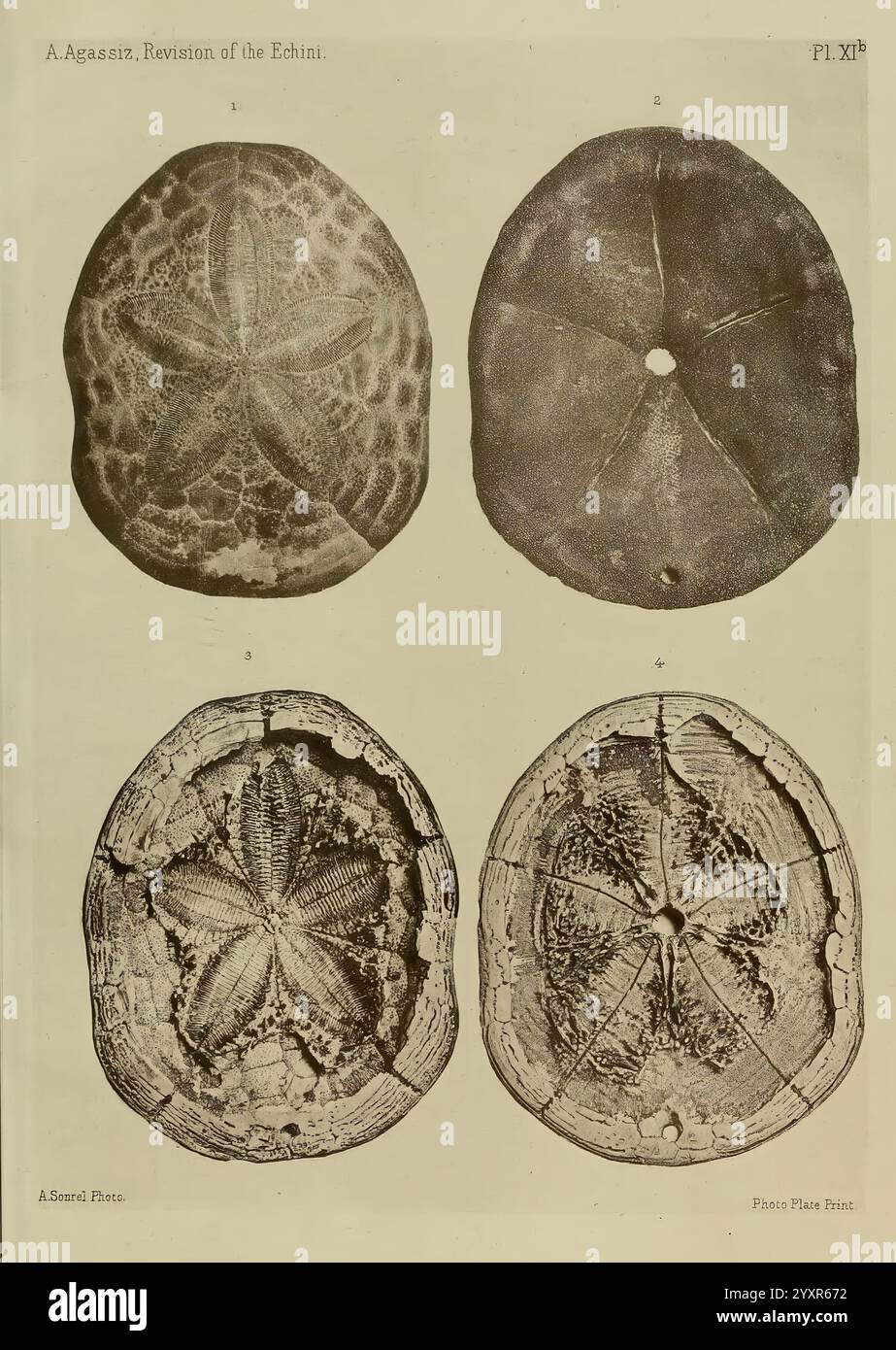 Revision of the Echini Cambridge, Mass, University Press, 1872-1874 ...